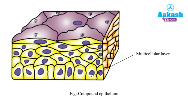 Epithelial Tissue: Types, Characteristics & Classification | AESL